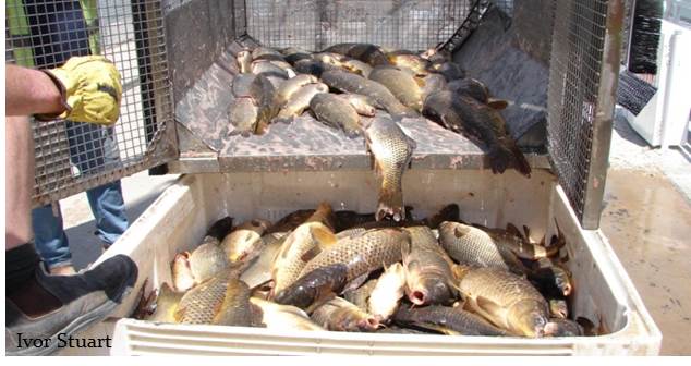 Managing native fish with environmental flows – The Applied Ecologist