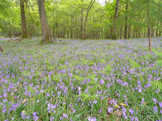 Ancient woodland restoration – The Applied Ecologist