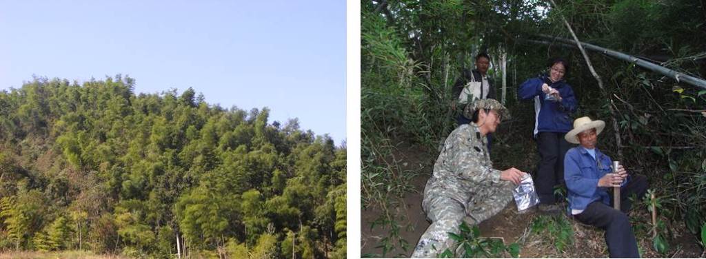 The role of subordinate plant species in supporting soil food web ...