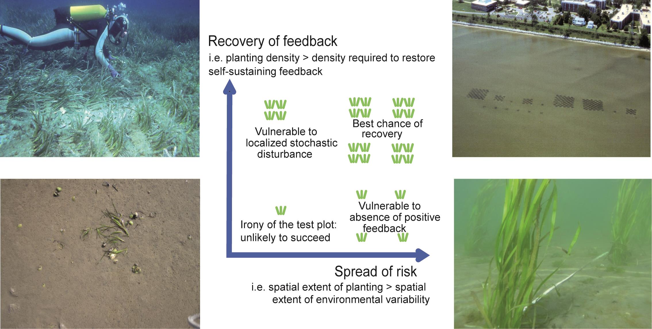 Global analysis of seagrass restoration – The Applied Ecologist