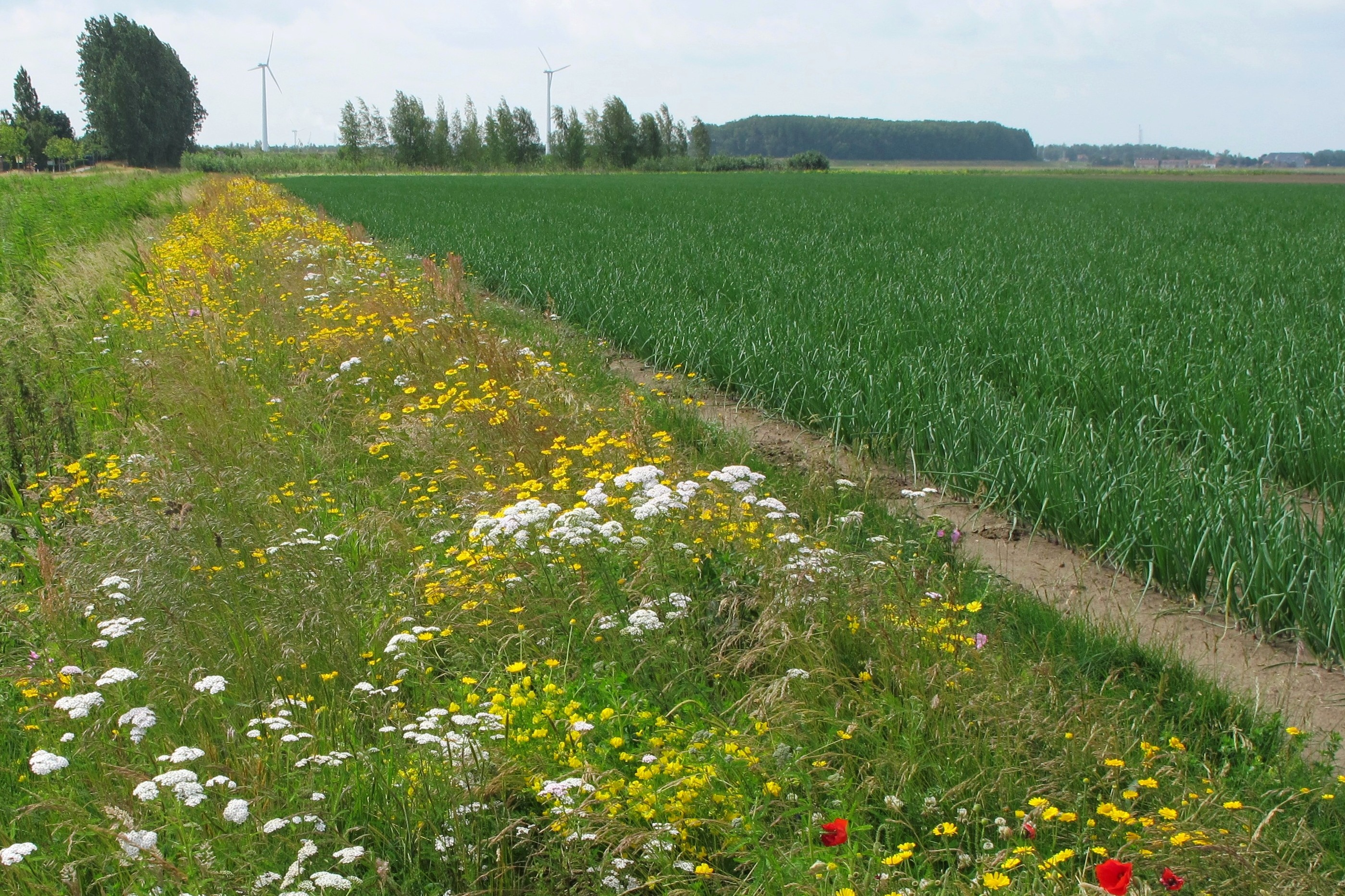 Flower strips support ecosystem services only when they have the right ...