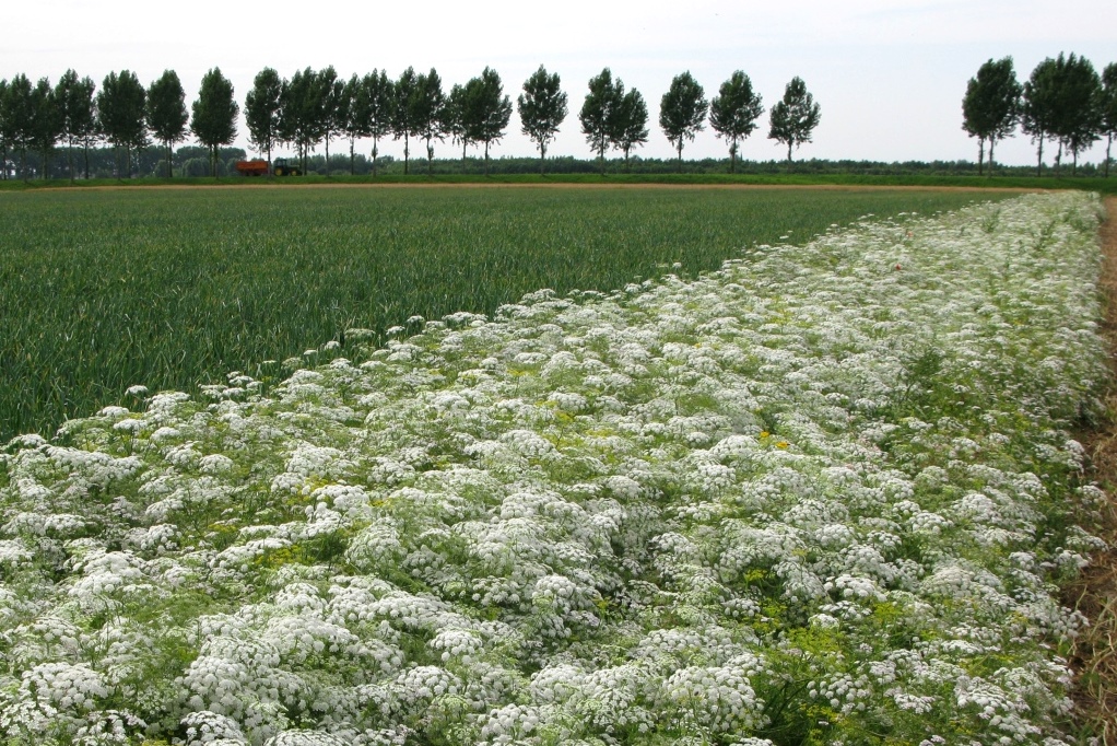 Flower strips support ecosystem services only when they have the right ...