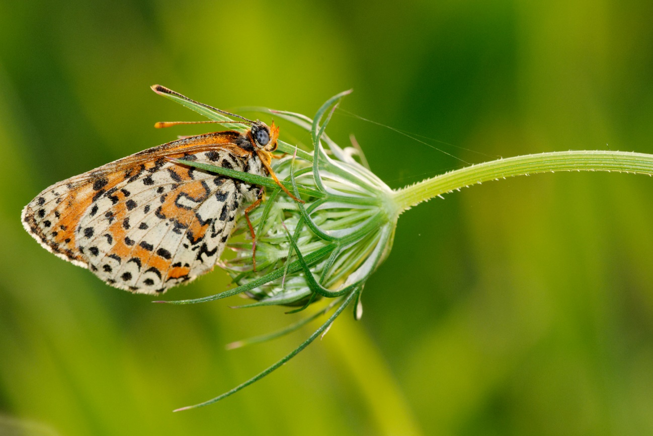 Can we tackle climate change impacts with local habitat manipulation ...