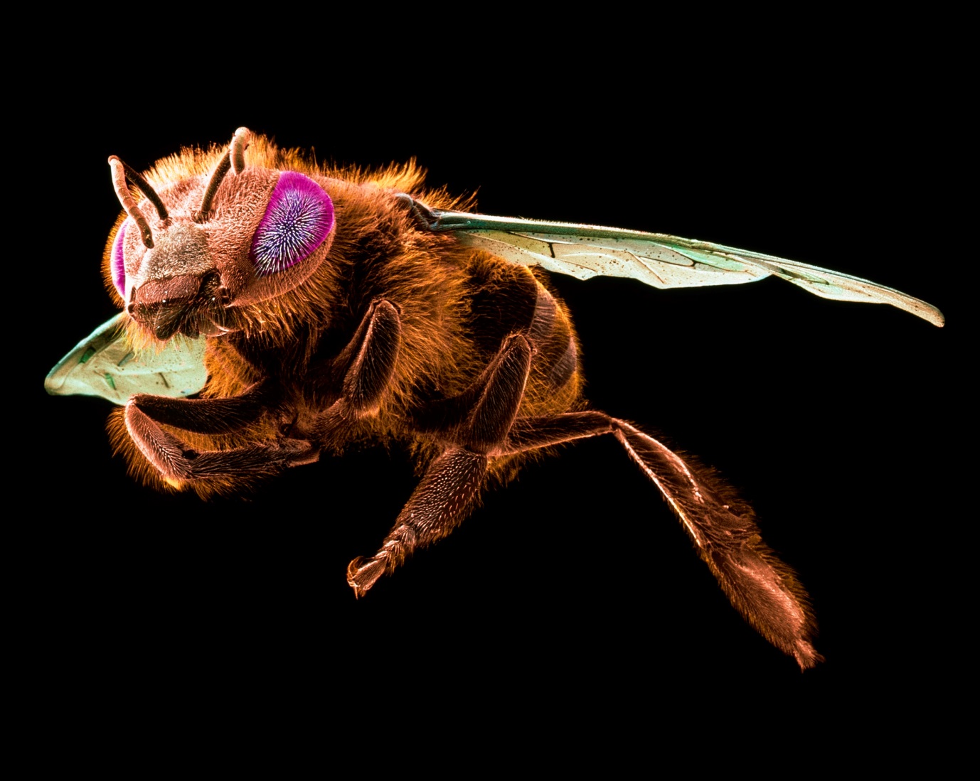Ecological traits shape bee species’ fates in European agriculture ...