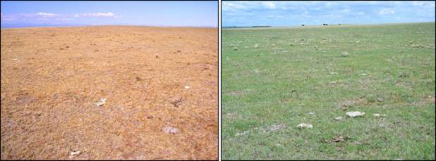 Northern mixed-grass prairie bounces back, but slowly: reflections on a ...