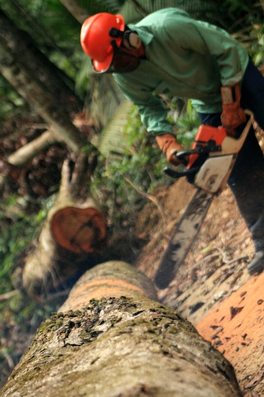 We may be underestimating the negative impacts of logging on the ...