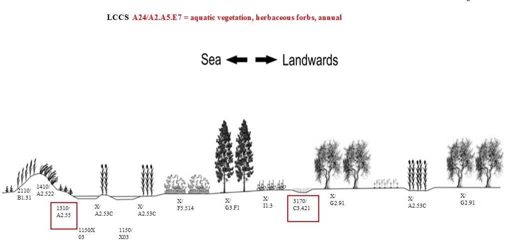 More accurate mapping of coastal wetlands is vital for their management ...
