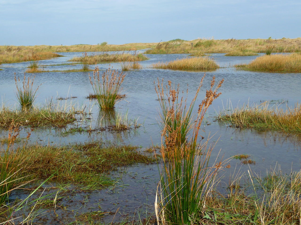 More accurate mapping of coastal wetlands is vital for their management ...