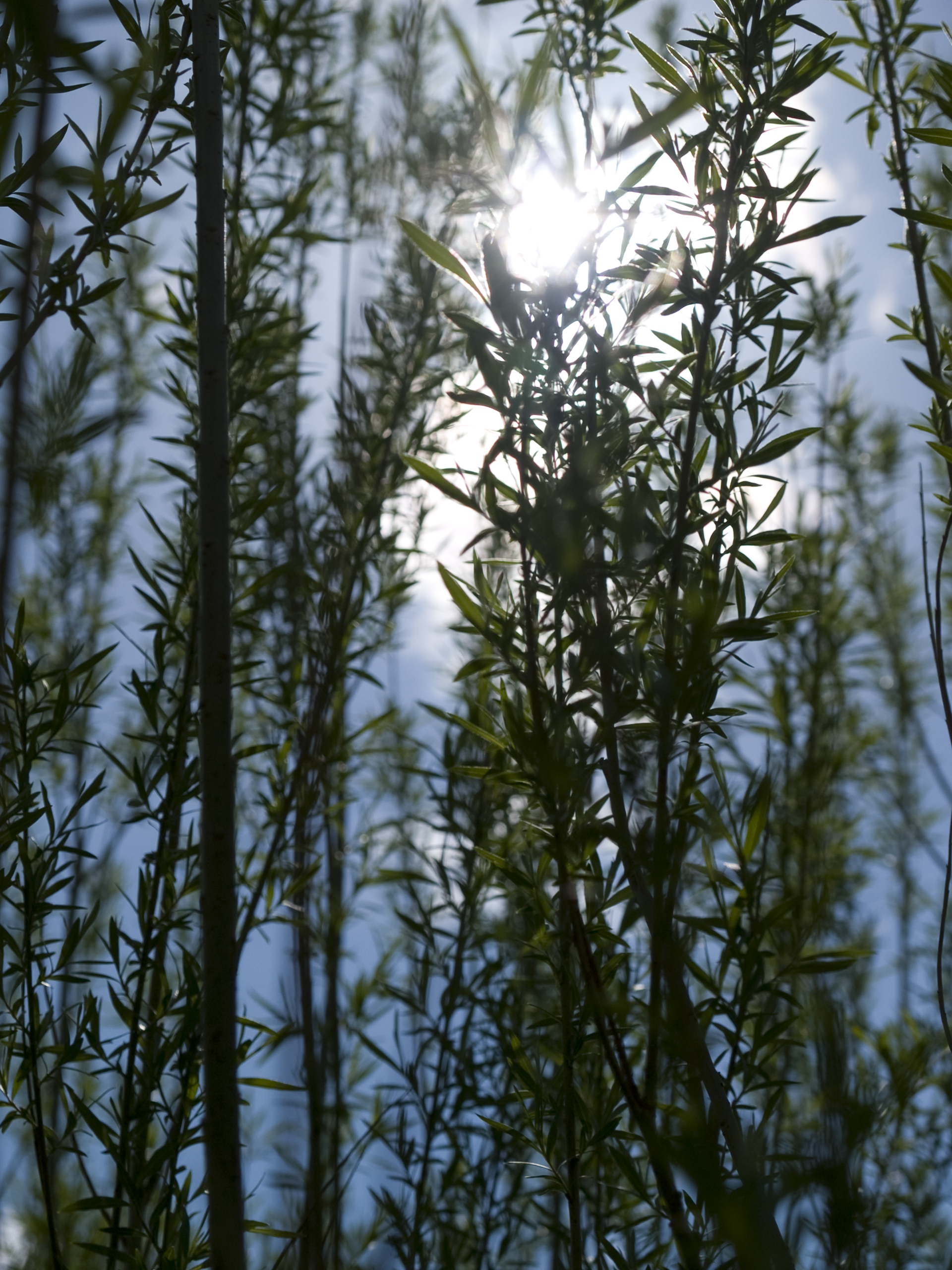 The rise and fall of a simple solution – The Applied Ecologist