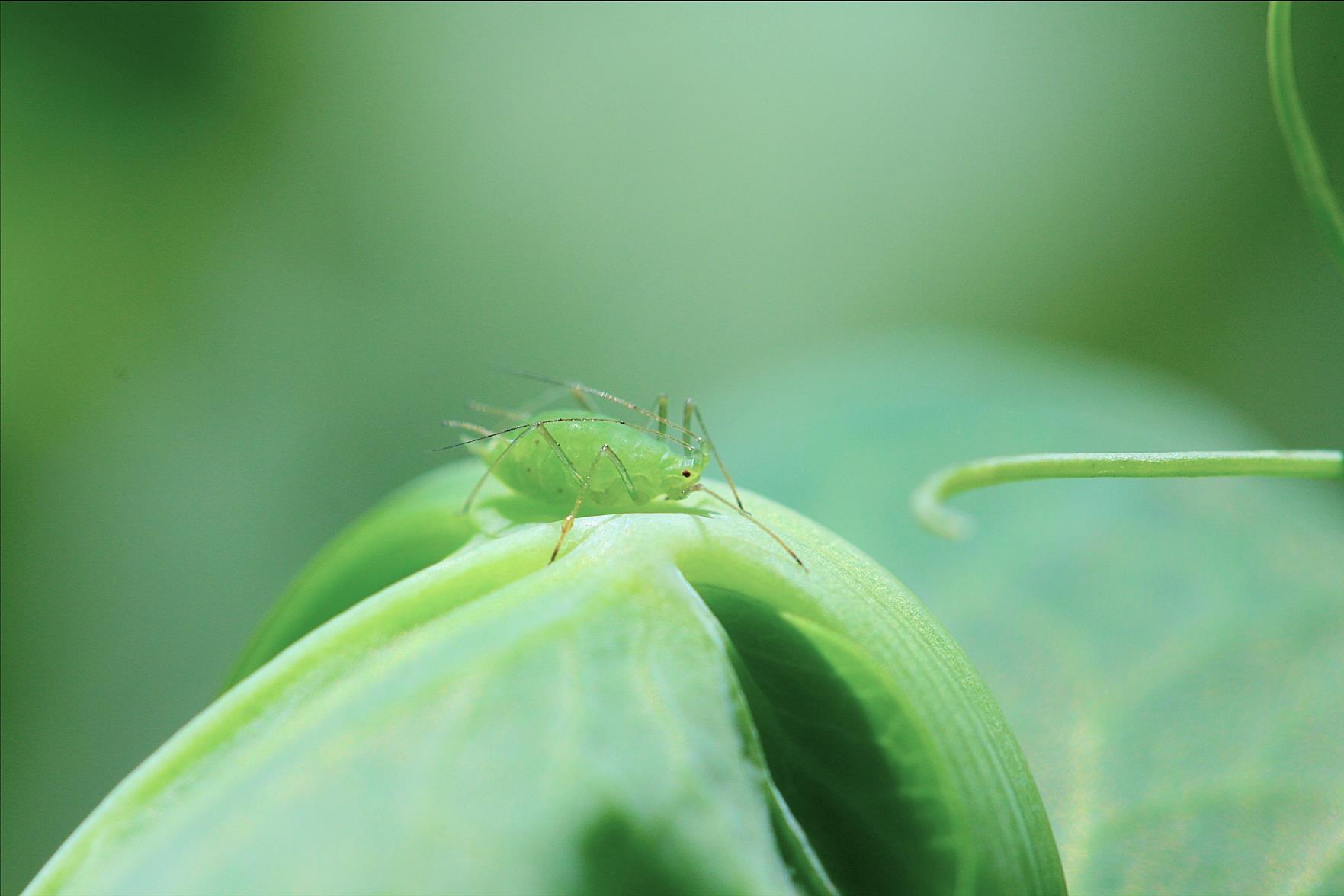 Not all herbivores are created equal – Characterizing population-level ...