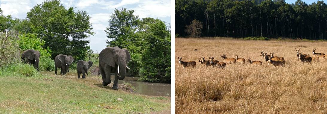 Differences in the shape of wildlife population declines can guide ...