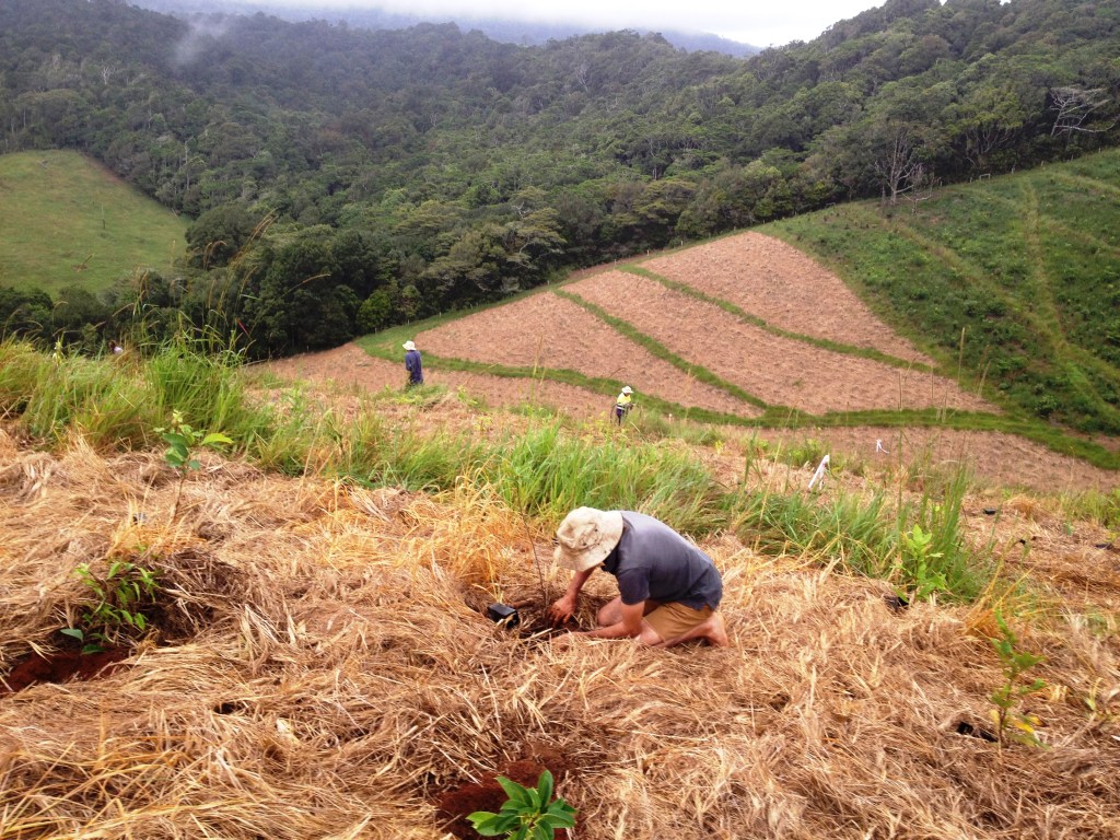Measuring the success of reforestation for restoring biodiversity and ...