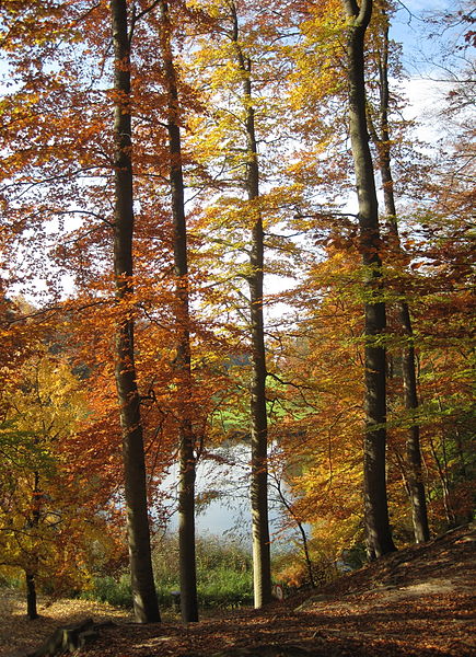 A new method for assessing the age of old-growth forests – The Applied ...