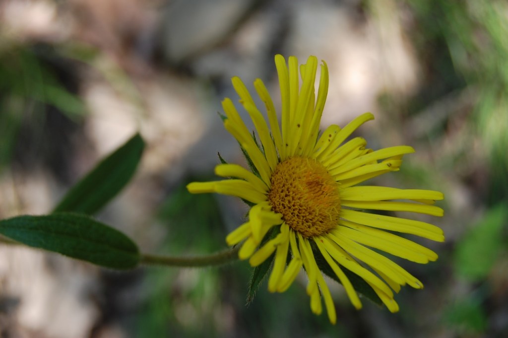 Traditional forest management practices stop forest succession and ...