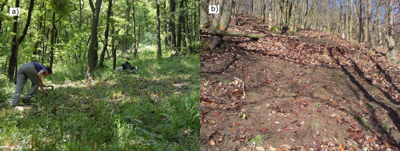 Traditional forest management practices stop forest succession and ...