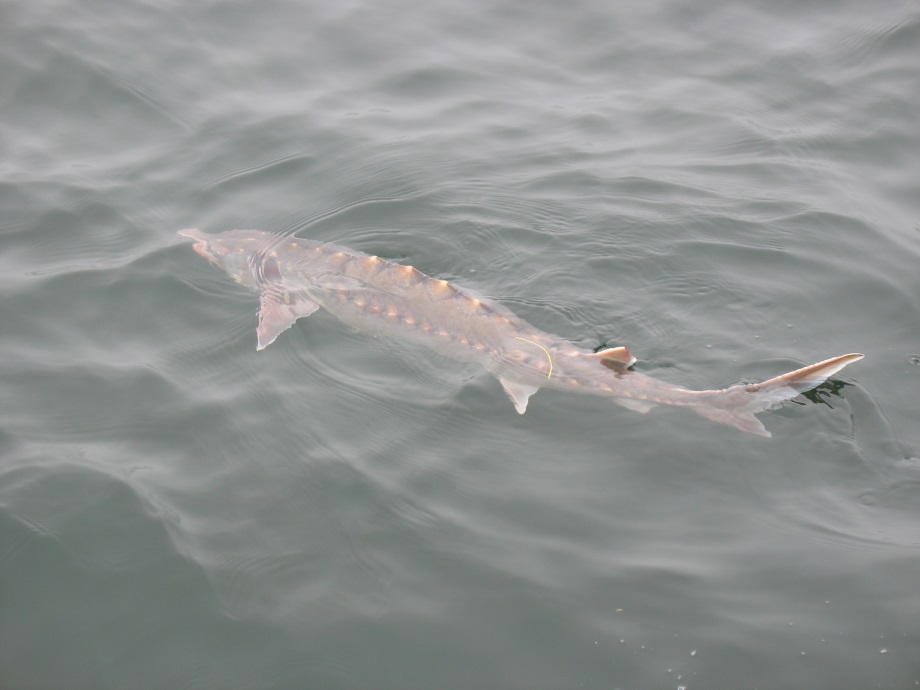 New techniques for Atlantic sturgeon conservation – The Applied Ecologist