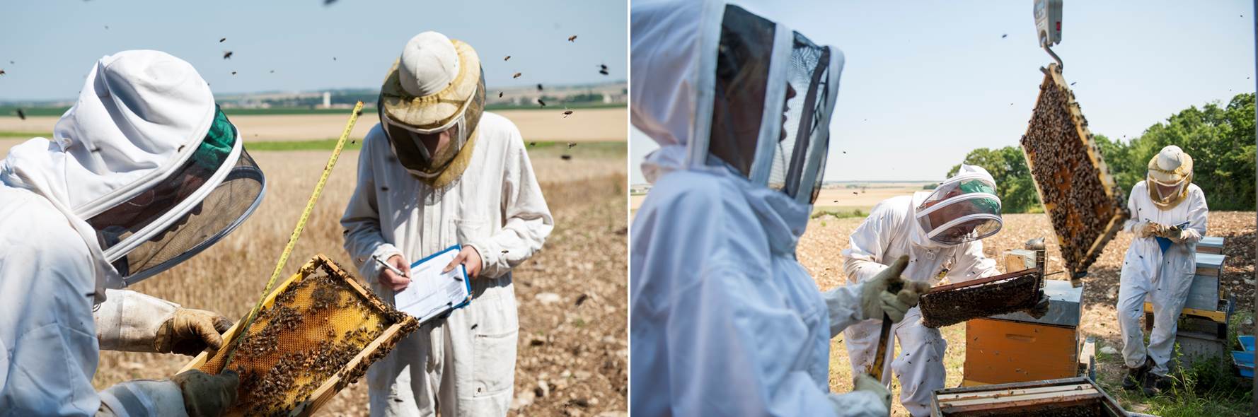 Honeybees and the boom and bust cycle of mass flowering crops – The ...