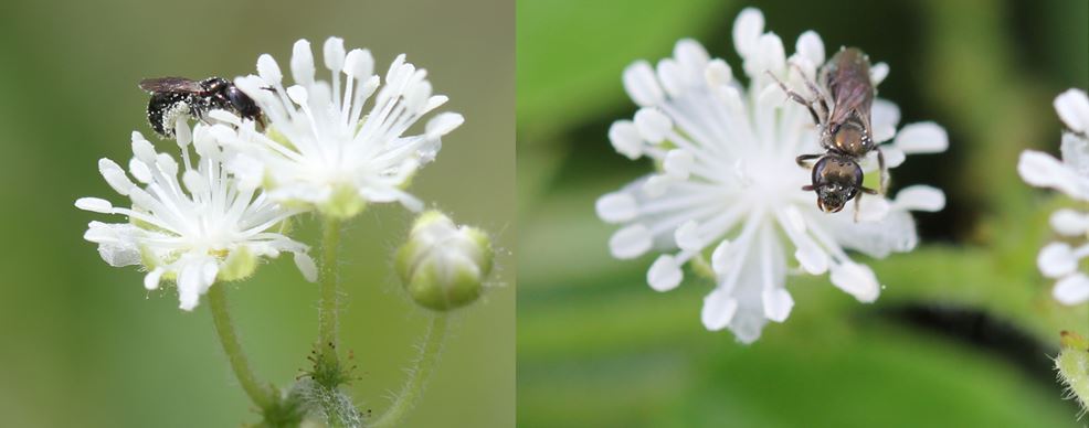 Success of sweat bees on hot chillies in traditional slash-and-burn ...