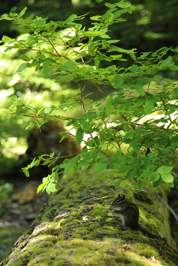 Forests as an important system for applied ecology – The Applied Ecologist