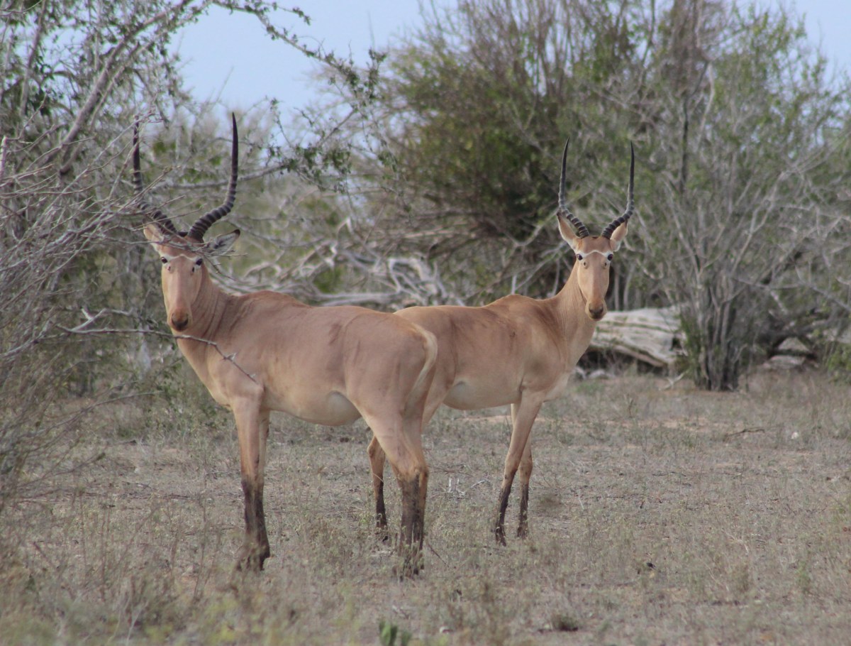 Why hirola are the world’s most endangered antelope, and what it will ...