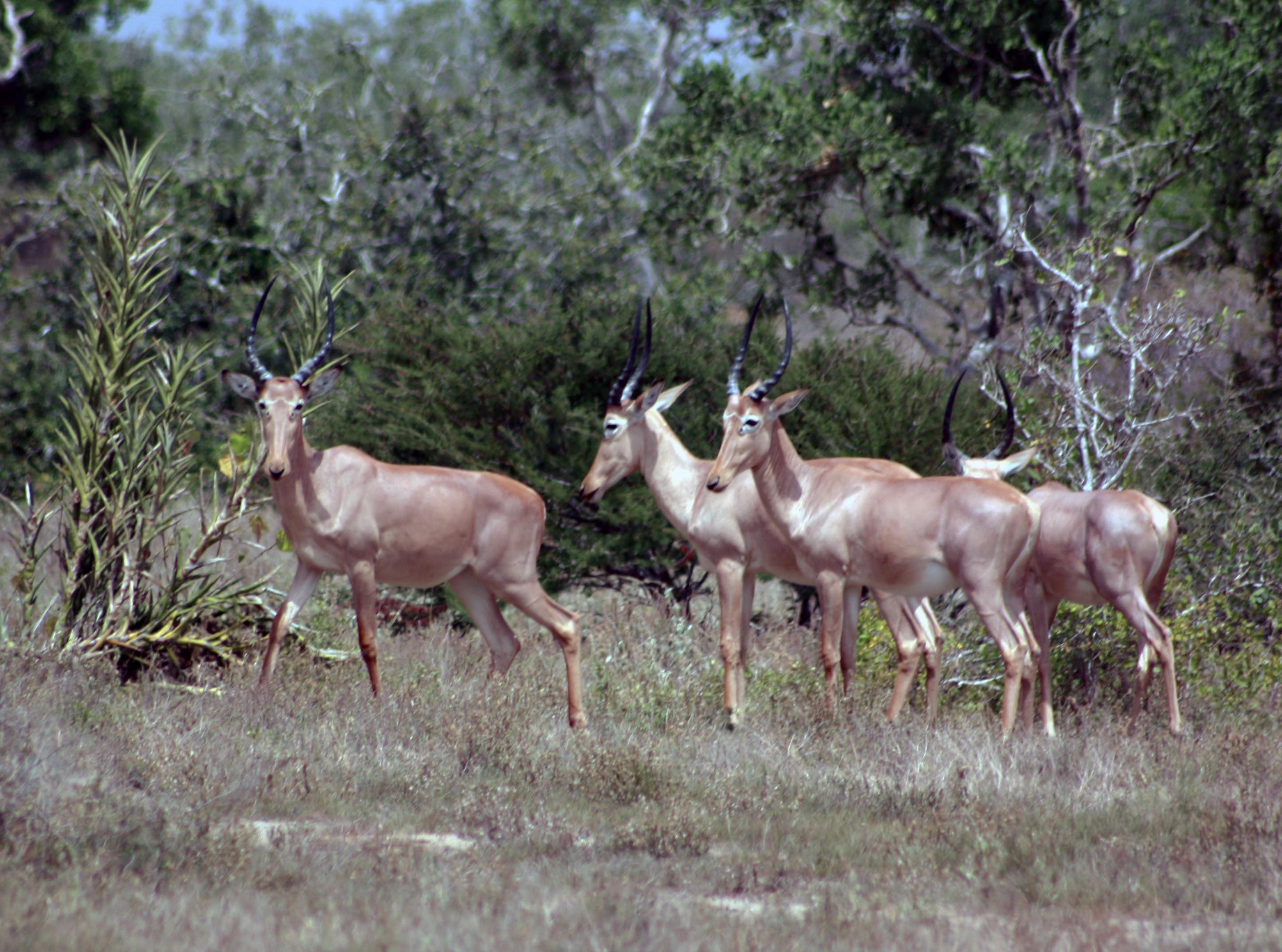 Why hirola are the world’s most endangered antelope, and what it will ...