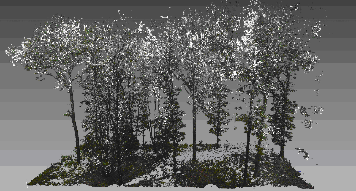 Forests in 3D – The Applied Ecologist