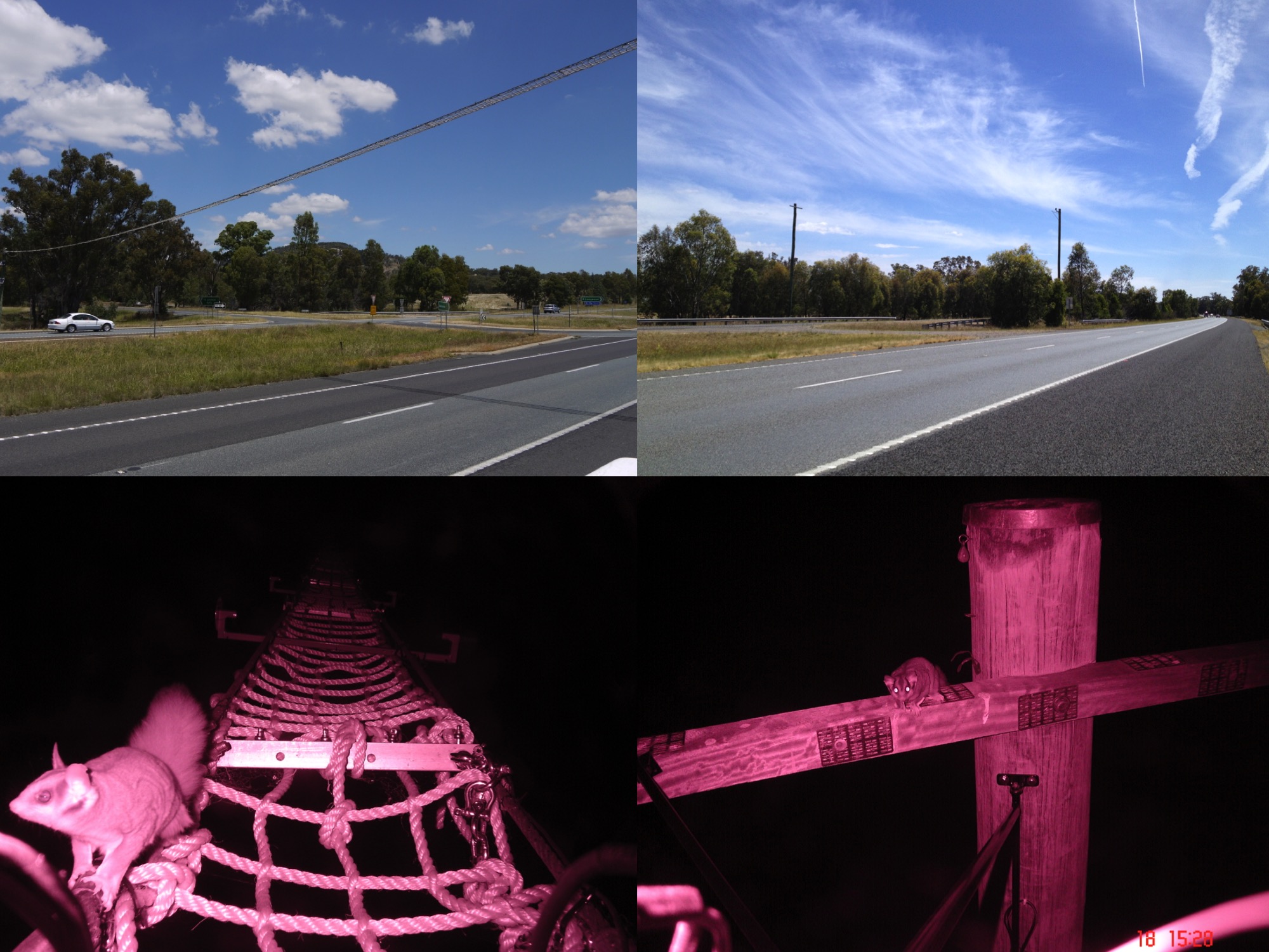 How did the squirrel glider’s genes cross the road? Wildlife crossing ...