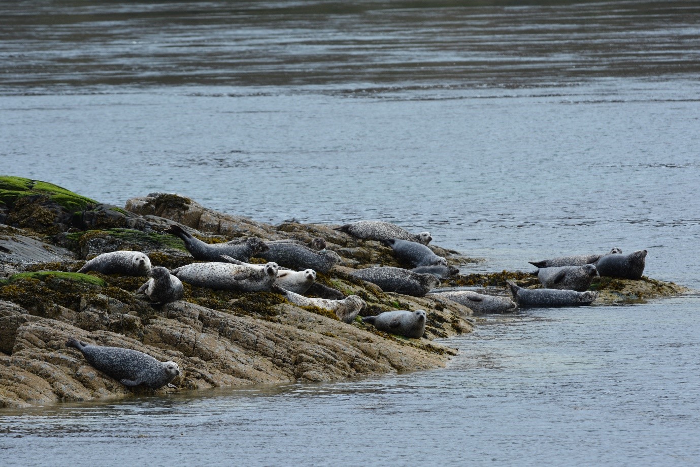 Seals avoid tidal turbine sounds – The Applied Ecologist