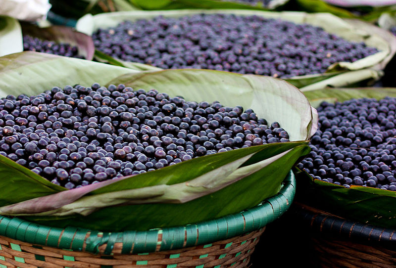Ensuring sustainable açaí fruit production in the Amazon river delta ...