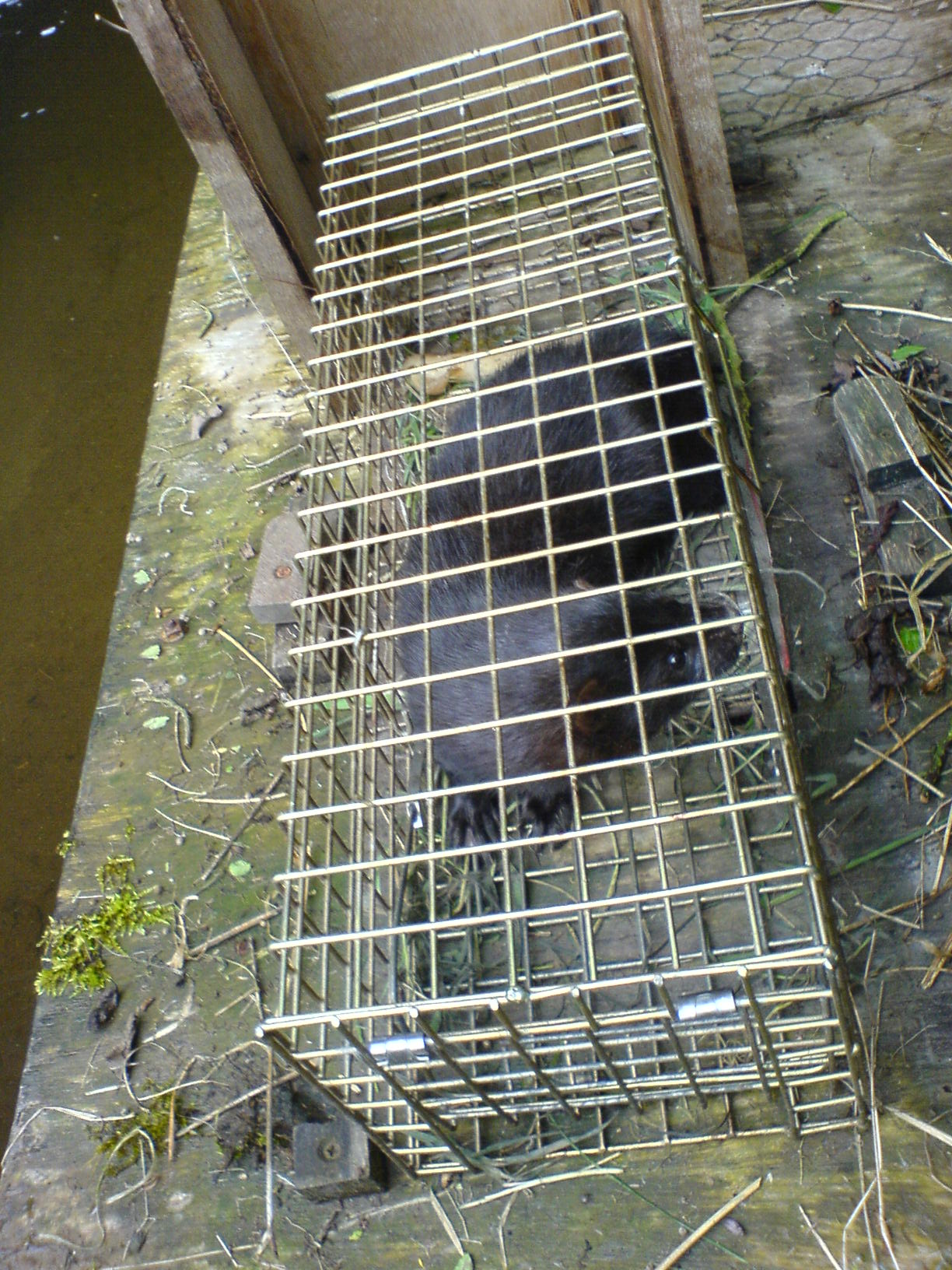 Ecological traps for large-scale invasive species control – The Applied ...