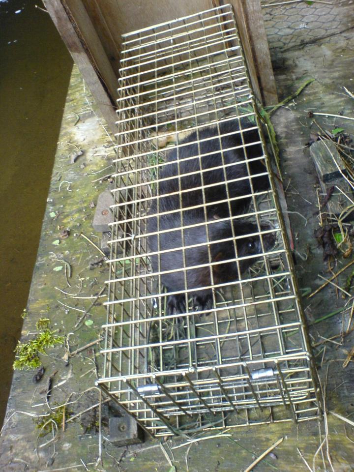 Ecological traps for large-scale invasive species control – The Applied ...