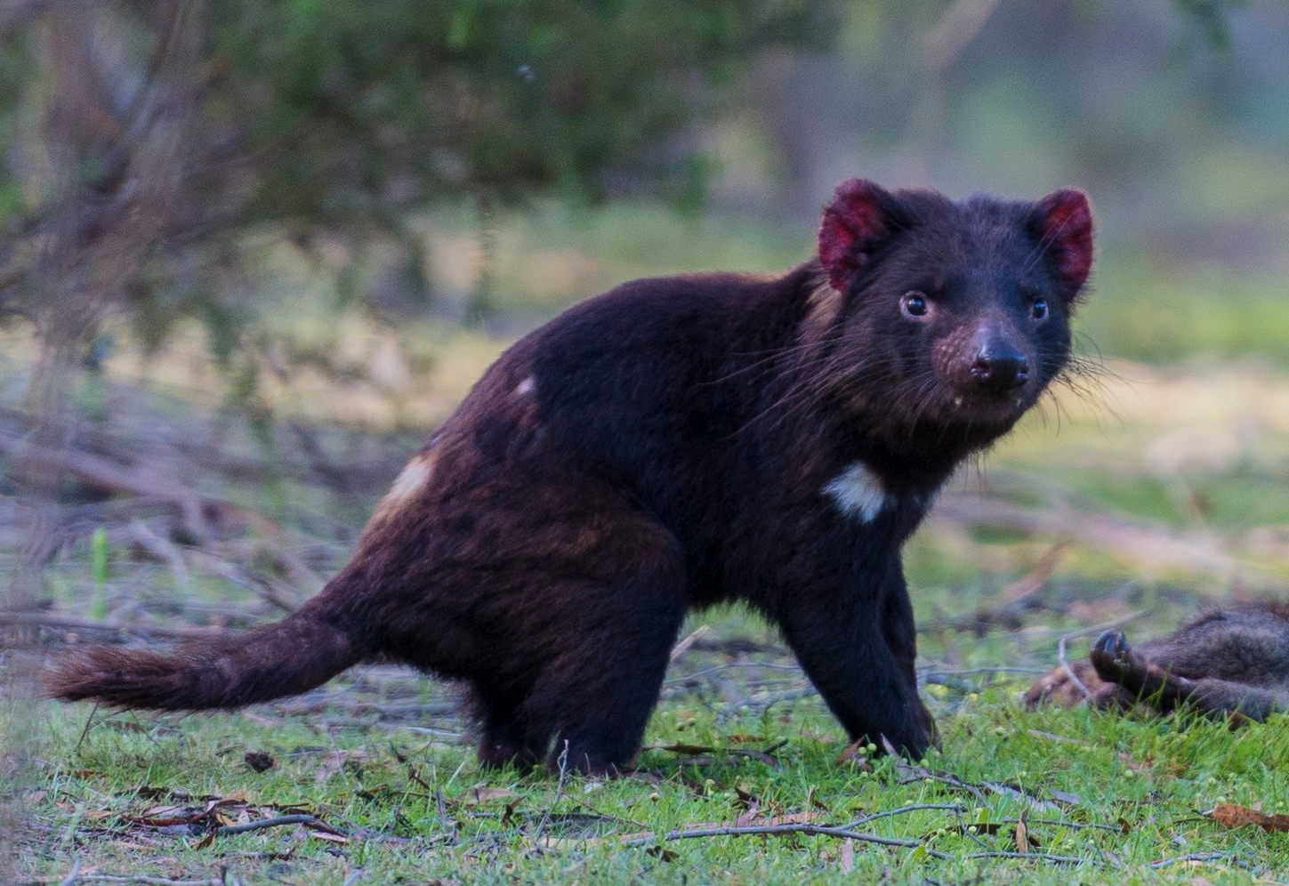 Process driving pattern: the long-term impact of a transmissible cancer ...
