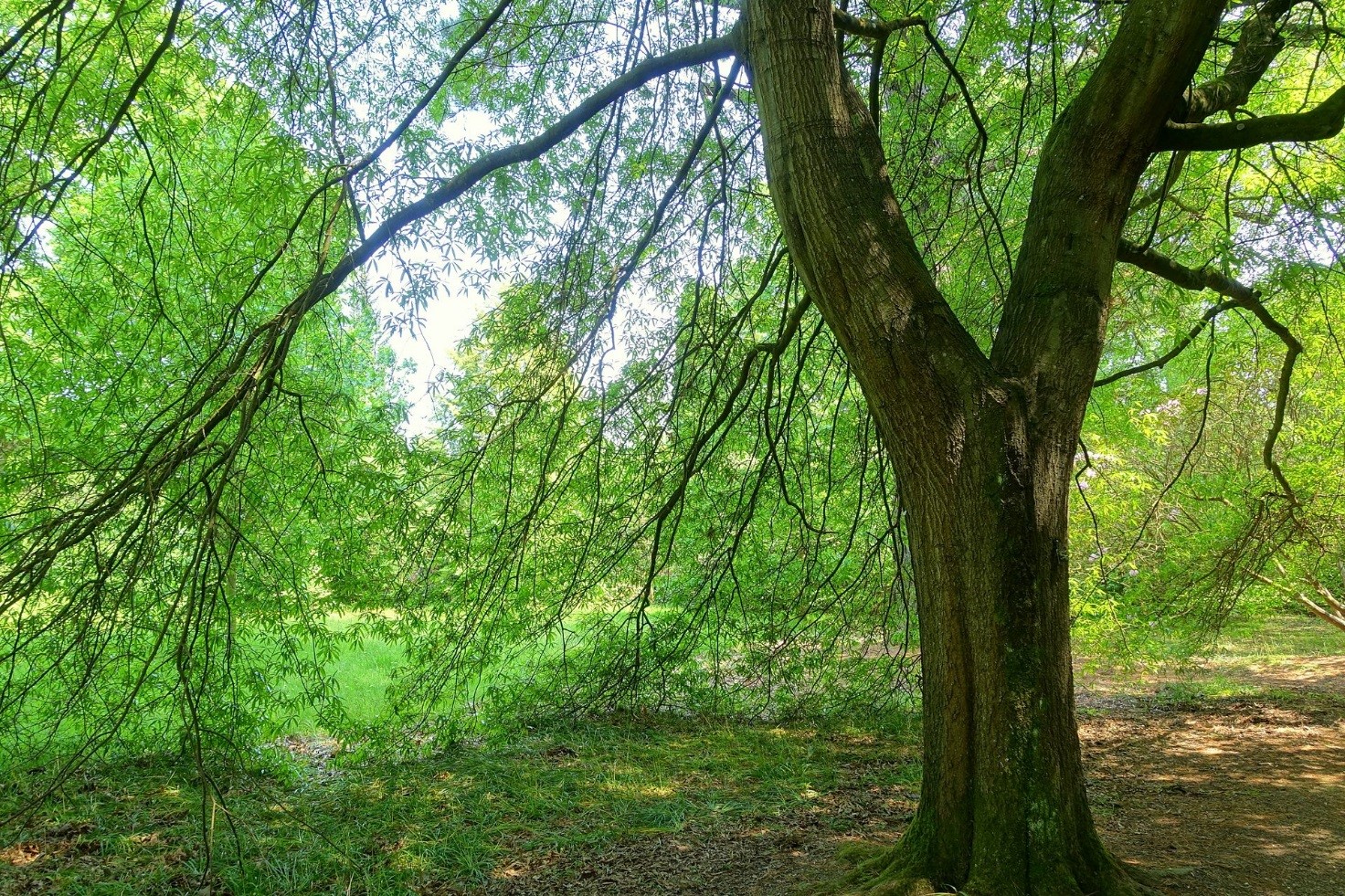 How to manage city trees in a changing climate? – The Applied Ecologist