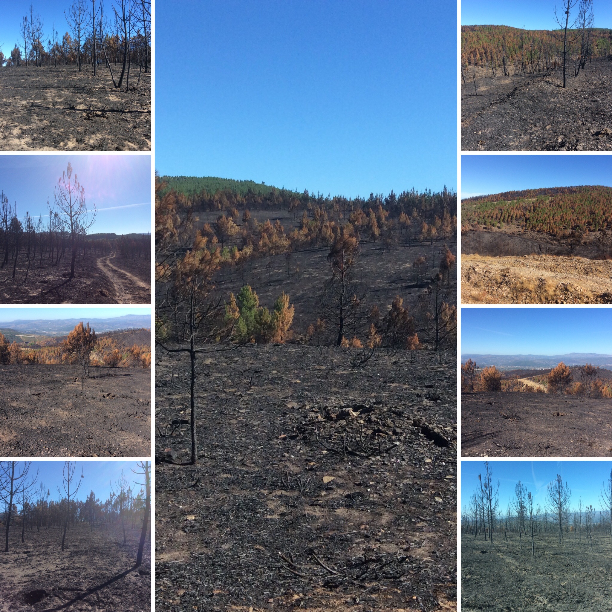 Integrating fire management policies within conservation planning: ‘win ...