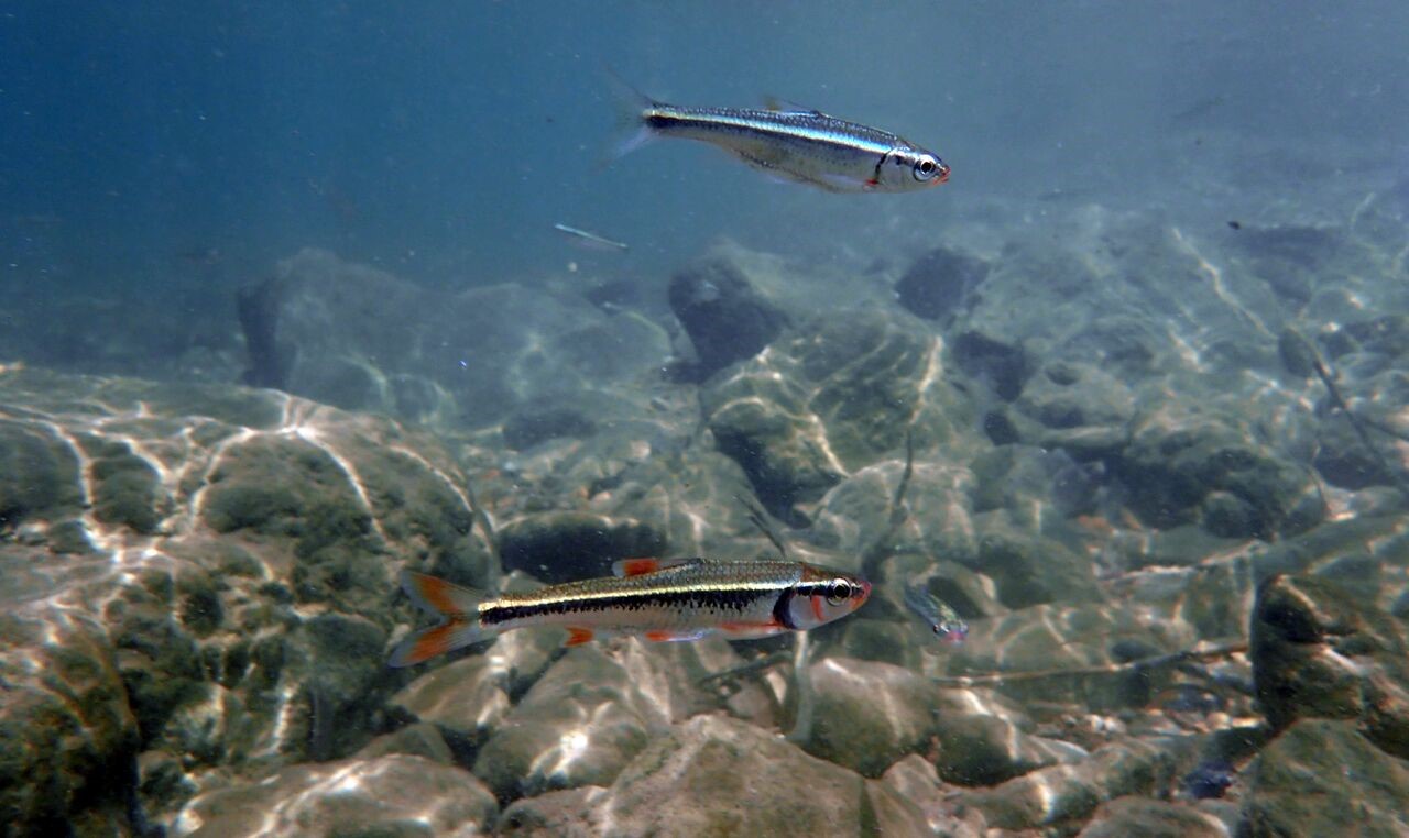 Go with the flow – The Applied Ecologist