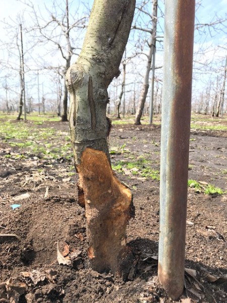The orchard guardian: pest vole control by owls – The Applied Ecologist