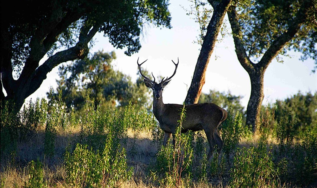 Deer prevent severe canopy fires, save oak trees and contribute to ...