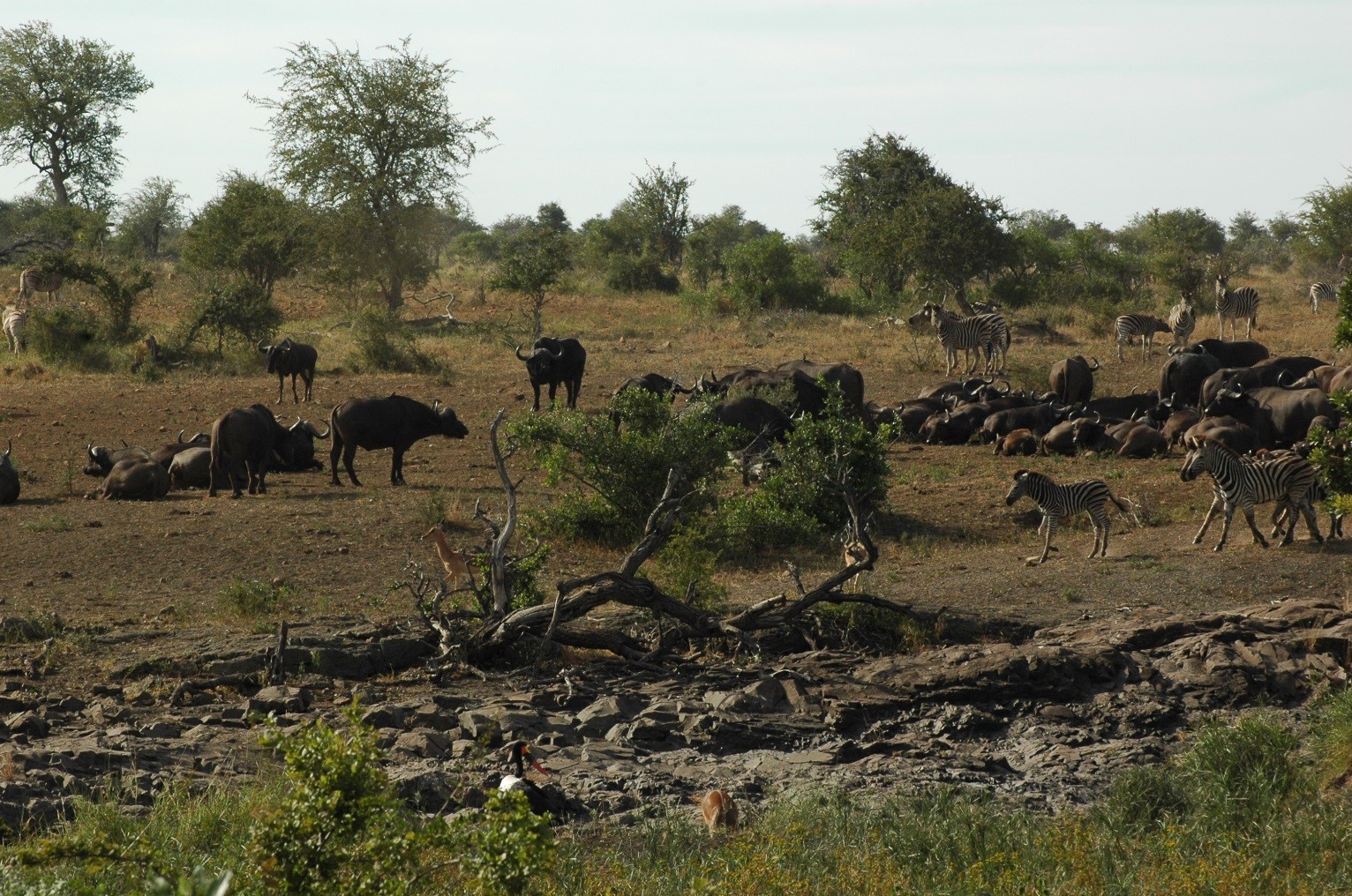 Grazers and fire management: conservation from a ‘systems’ perspective ...