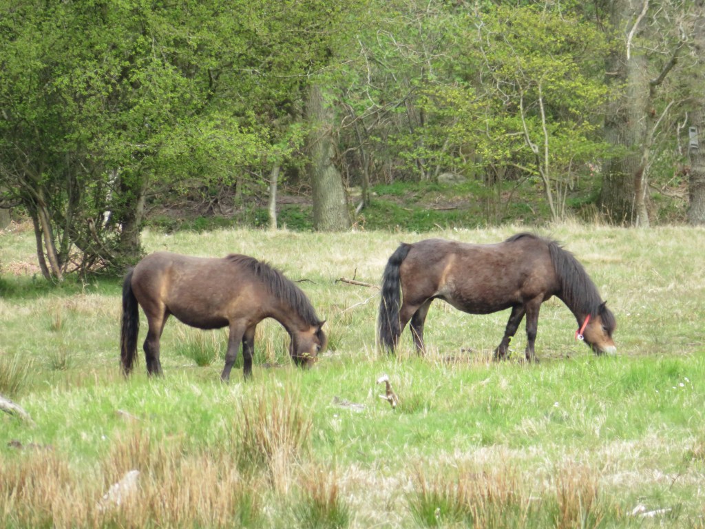 Trophic rewilding: restoring top-down food web processes to promote ...
