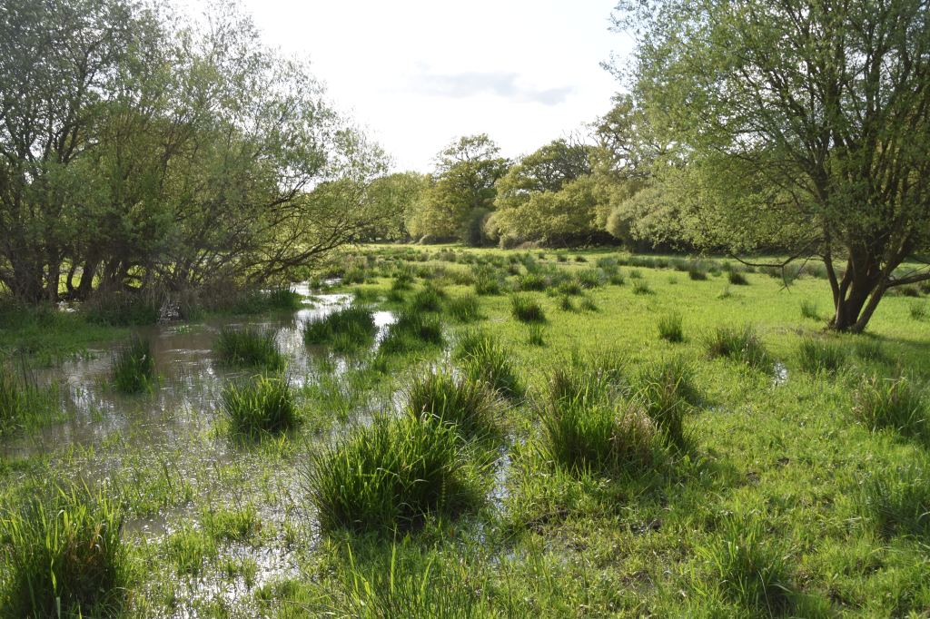 Trophic rewilding: restoring top-down food web processes to promote ...