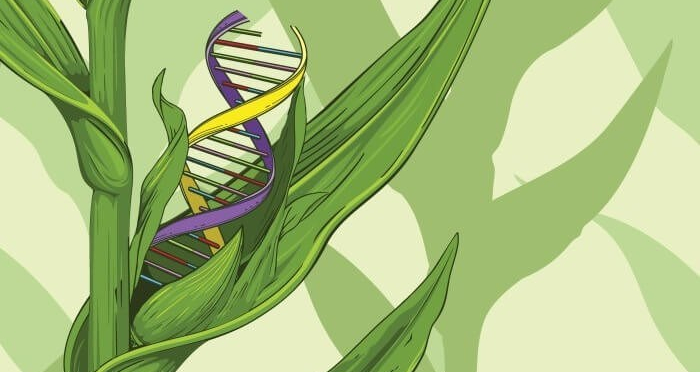 On the horizon: Food for the future – regulating gene-edited plants ...