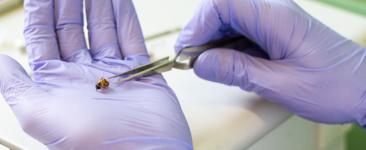 Redefining bee-friendly plants: pollen quality versus quantity – The ...