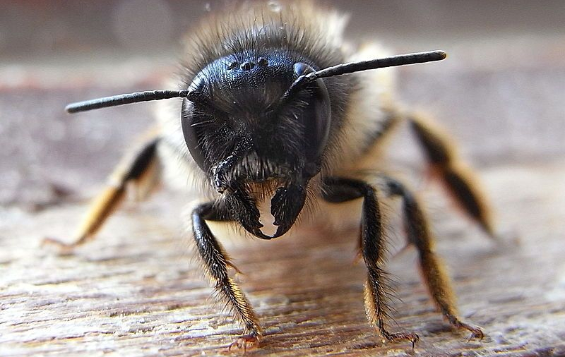 Infographic: creating the ultimate menu for bee larvae – The Applied ...