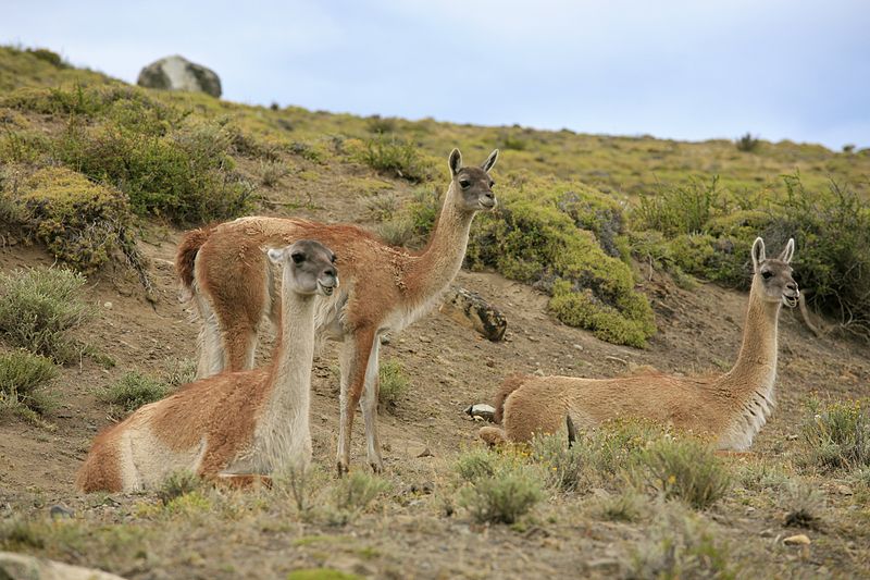 Guanacos can coexist with commercial livestock in Patagonia – The ...