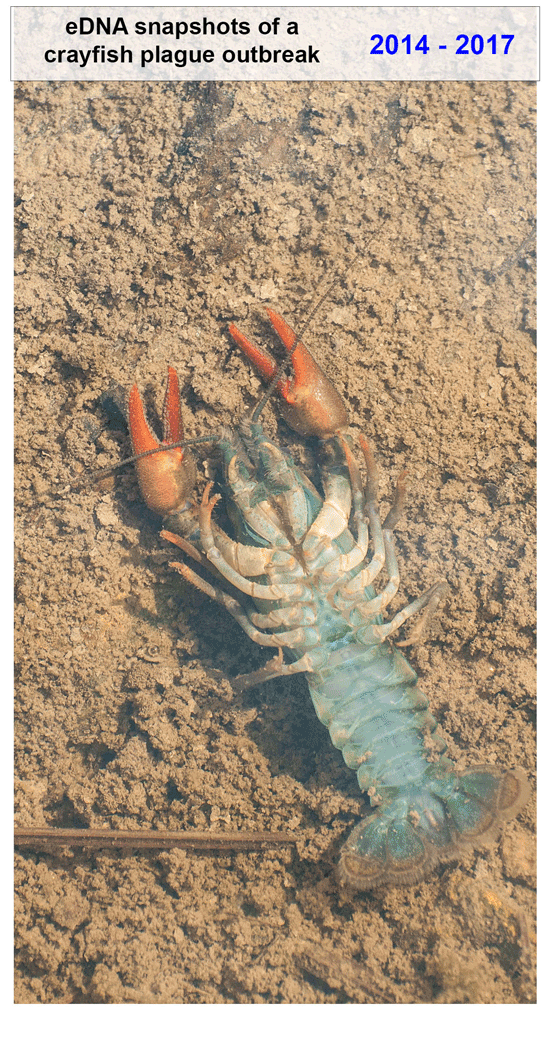 eDNA snapshots of invasion, infection and extinction from a freshwater ...