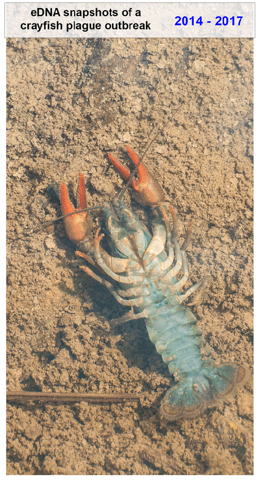 eDNA snapshots of invasion, infection and extinction from a freshwater ...