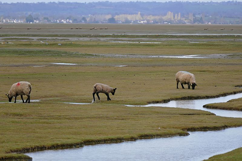 Conservation grazing on saltmarsh: are agri-environment schemes helping ...