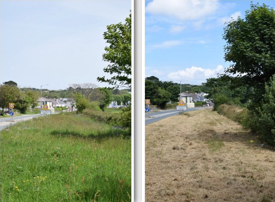 Protecting pollinators through better road verge management – The ...