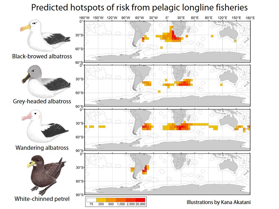 Identifying fishery risk zones for seabird populations – The Applied ...