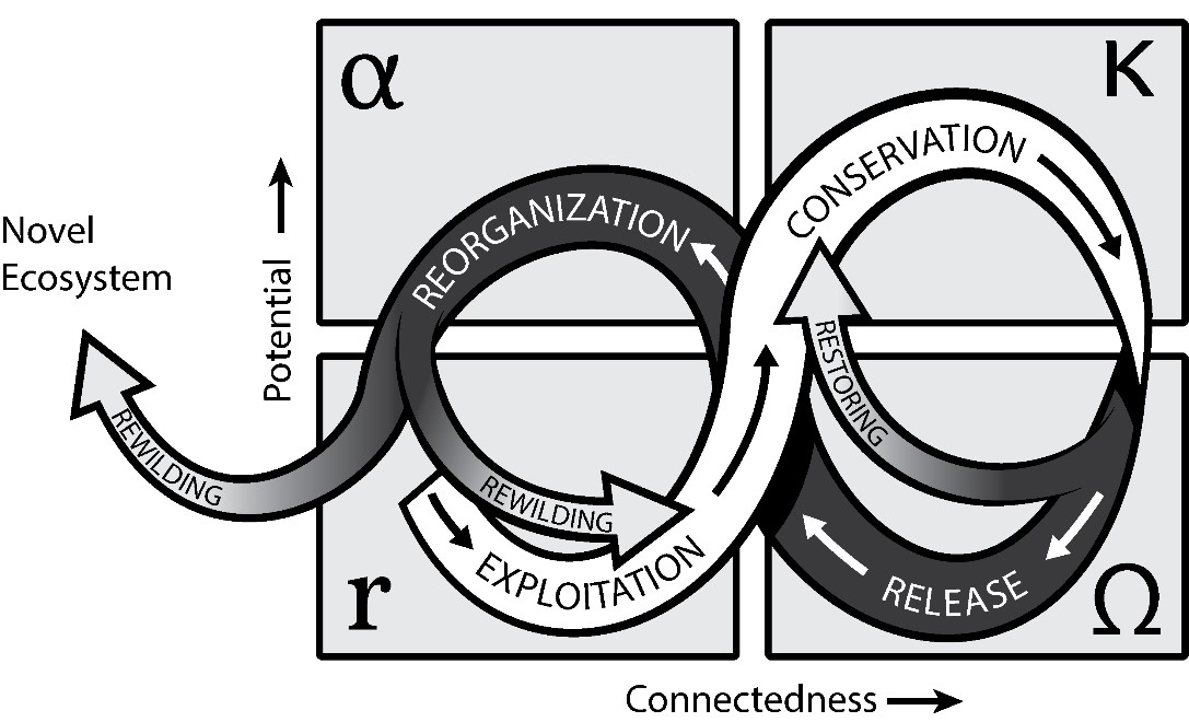 Rewilding needs a conceptual framework. Is the adaptive cycle the ...